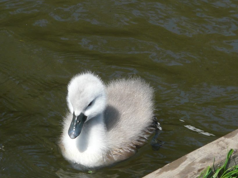 Cindy's Snaps: Sunny river Lark...., and other cute fluffy things...