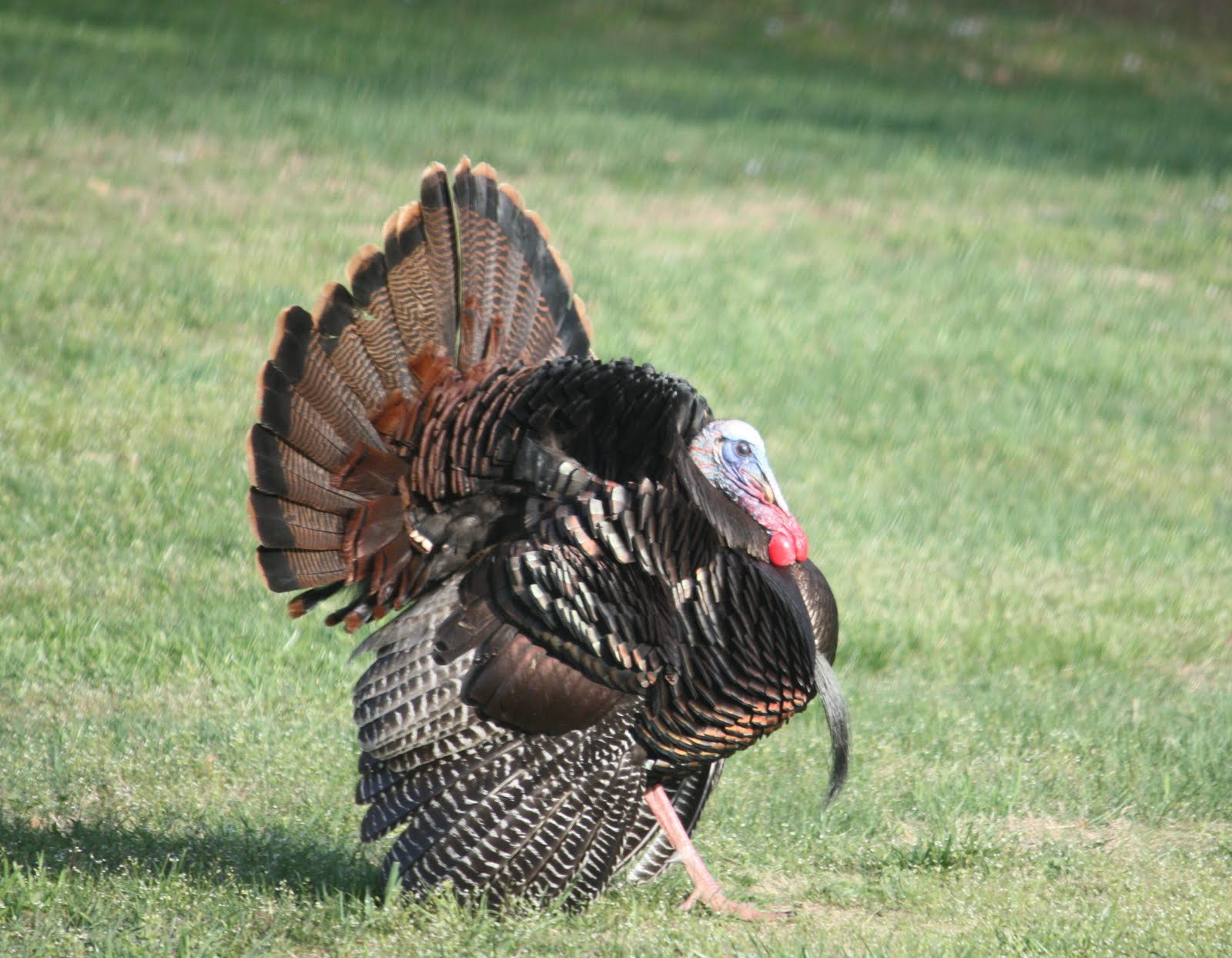 Round The Bend: A Little Bit of Gobbler Red