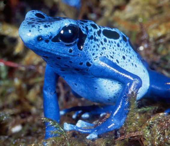 Vivendo com o Alvinho: O sapo azul