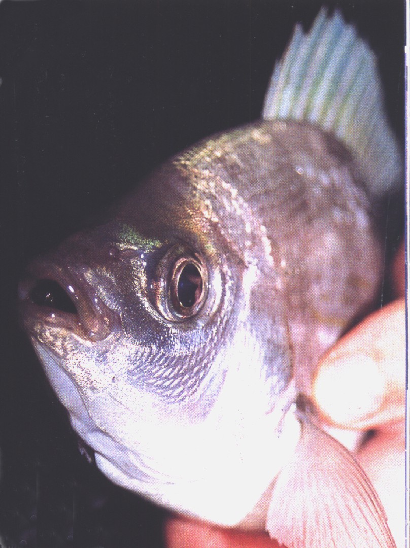 CUADERNO DE PESCA : EL CONOCIMIENTO DE LAS ESPECIES MARINAS MAS COMUNES ...