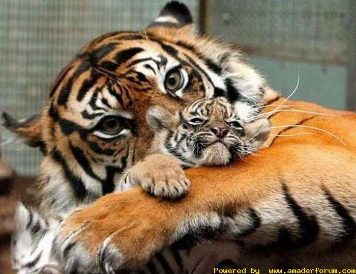 Felix Animal Parents Vs Human Parents felix-animal-parents-vs-human-parents