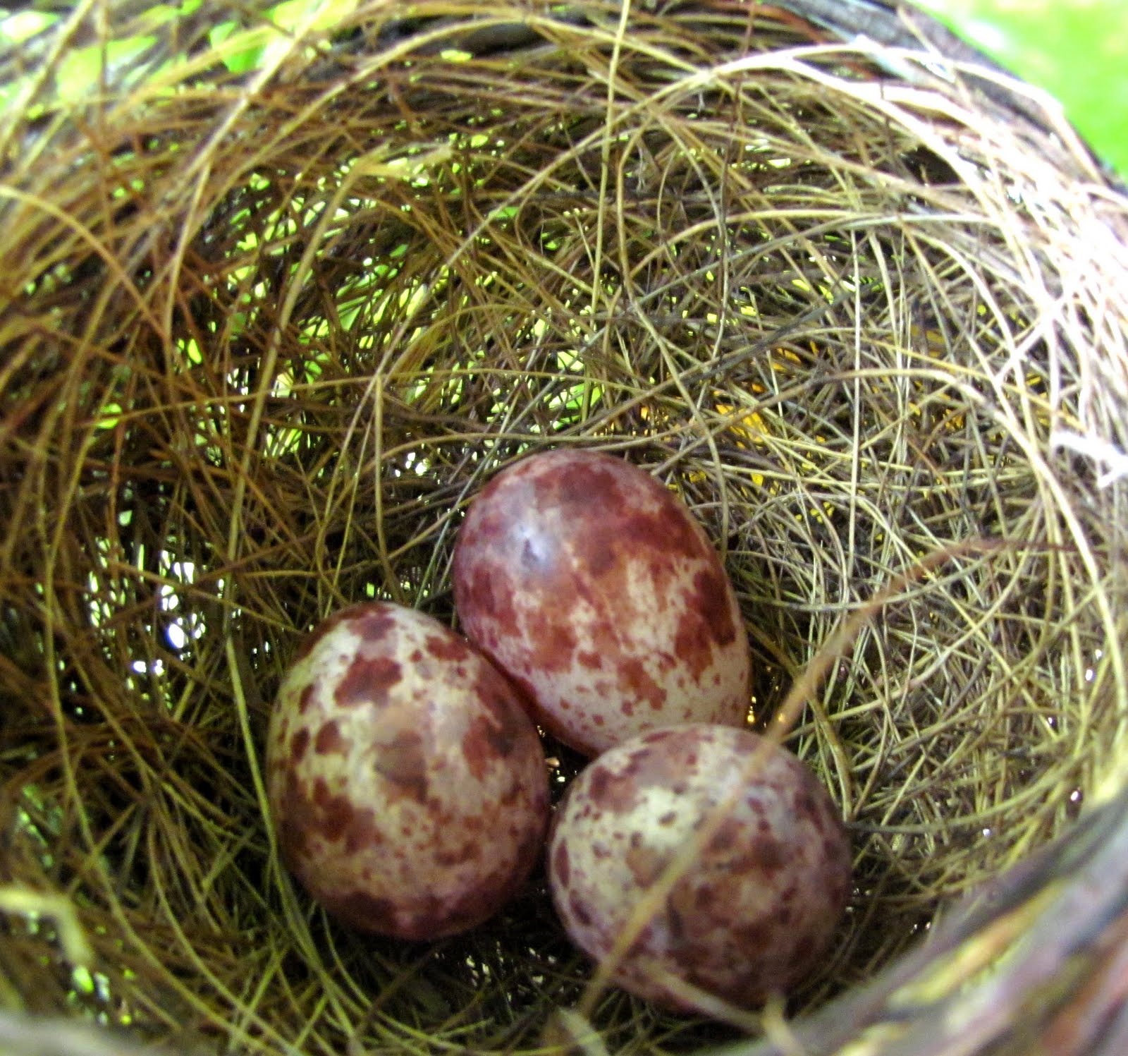 encounter with a super star: Choti Chidiya