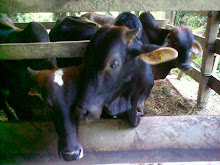 HERITAGE AGRO FARM / PENTERNAKAN LEMBU FIDLOT: LEMBU KK UNTUK IBADAH QURBAN