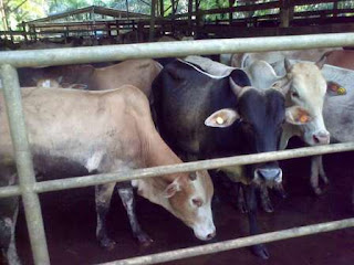 HERITAGE AGRO FARM / PENTERNAKAN LEMBU FIDLOT: LEMBU KK UNTUK IBADAH QURBAN