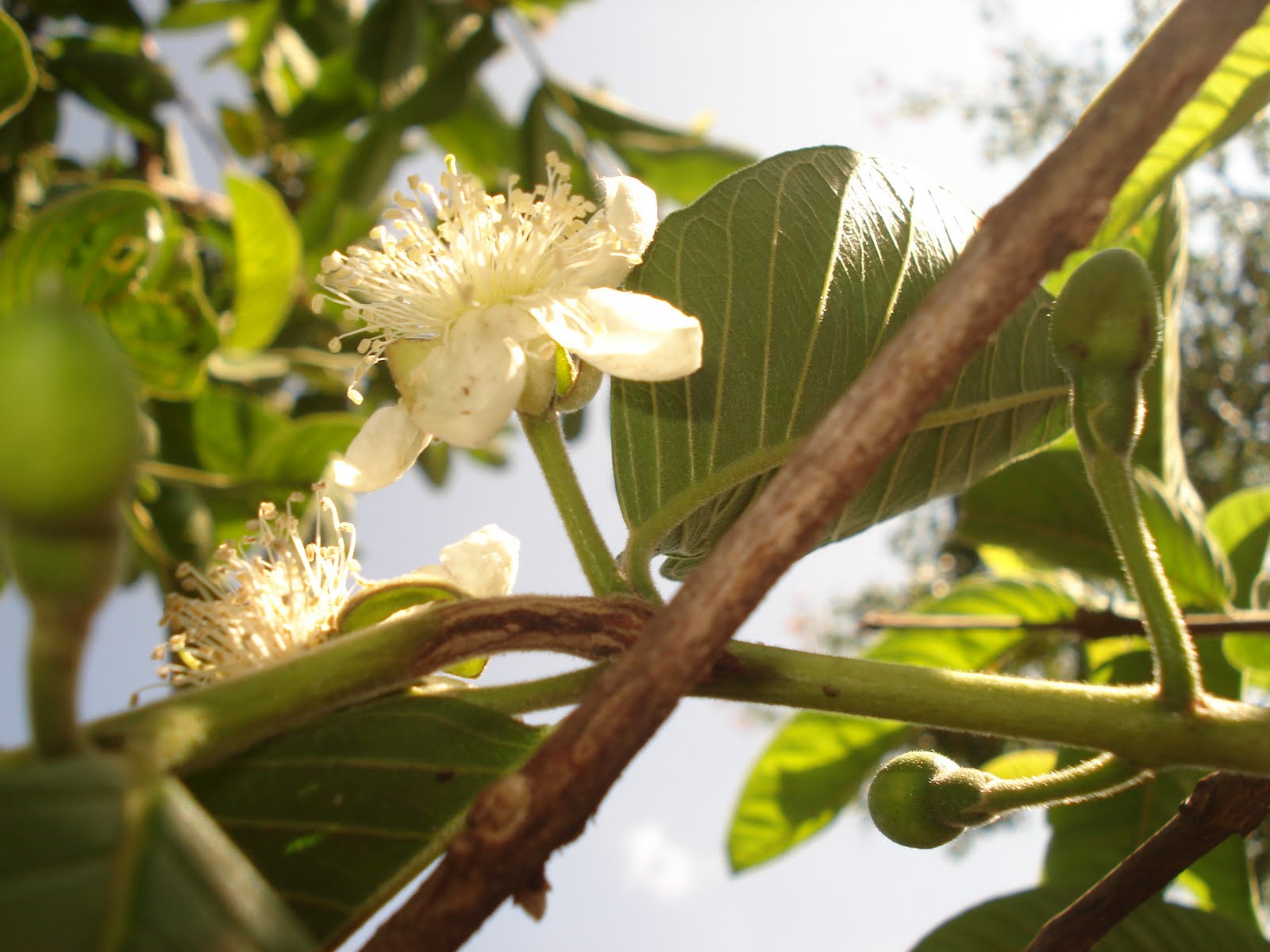 UM CAMINHO...: GOIABEIRA EM FLOR,FLOR DA GOIABA.GOIABA.