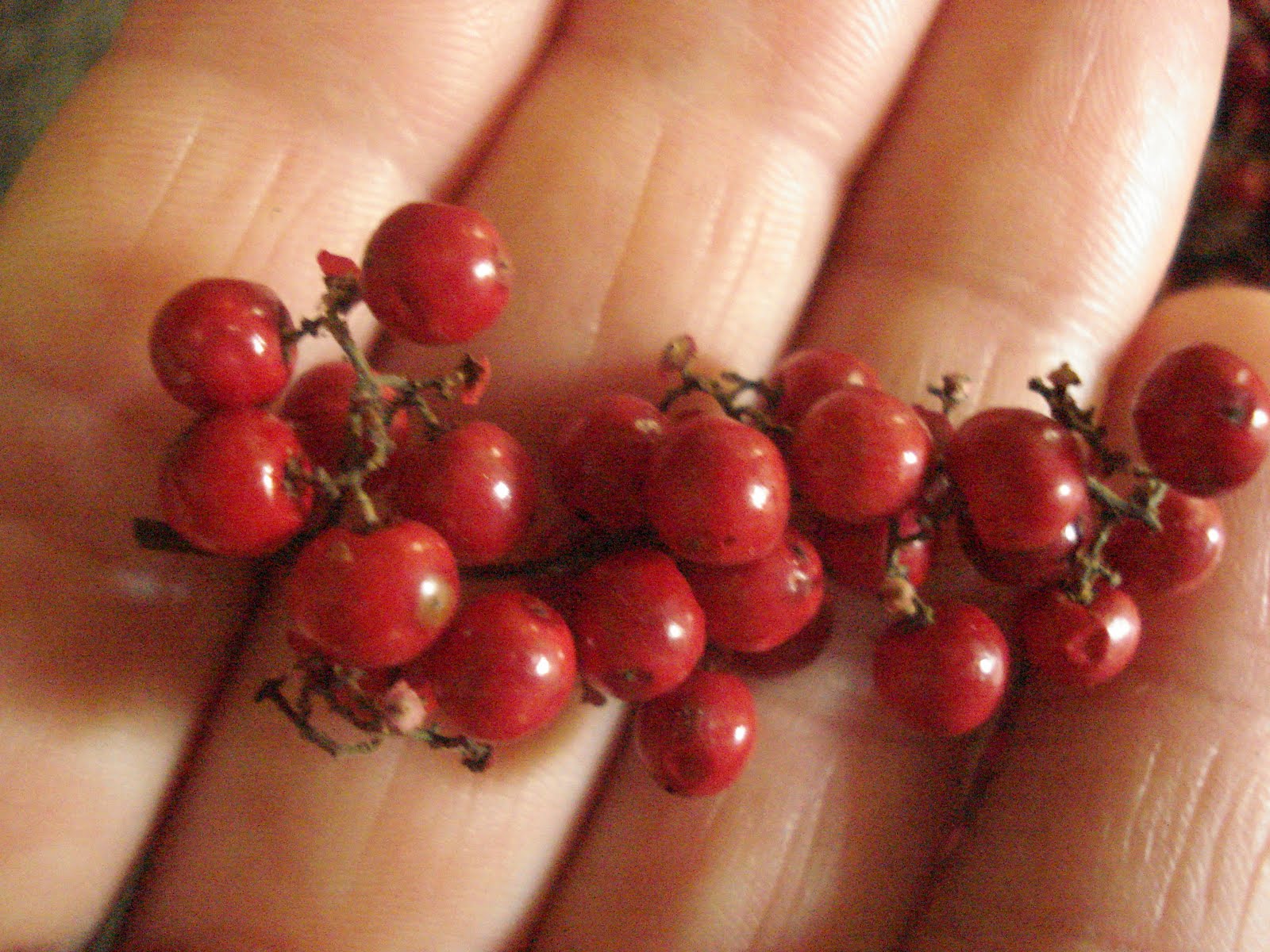 UM CAMINHO...: PIMENTA ROSA