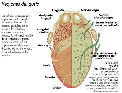 Biofisica: EL GUSTO