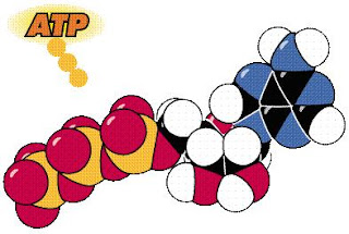 Biofisica: ATP