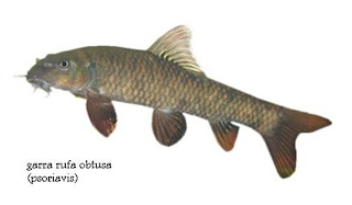 Ikan-ikan yang Menyedot