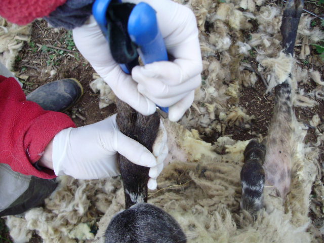 Hopesay Glebe Farm: Dagging