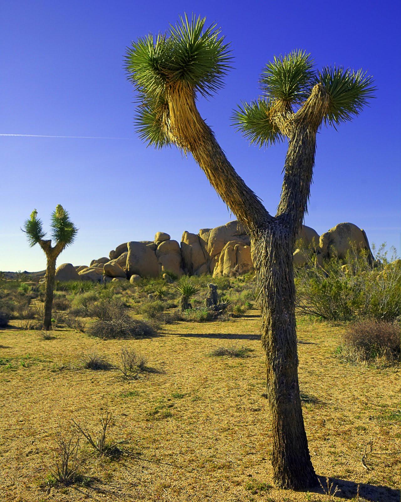 In a Creative Life: Mystical Joshua Tree