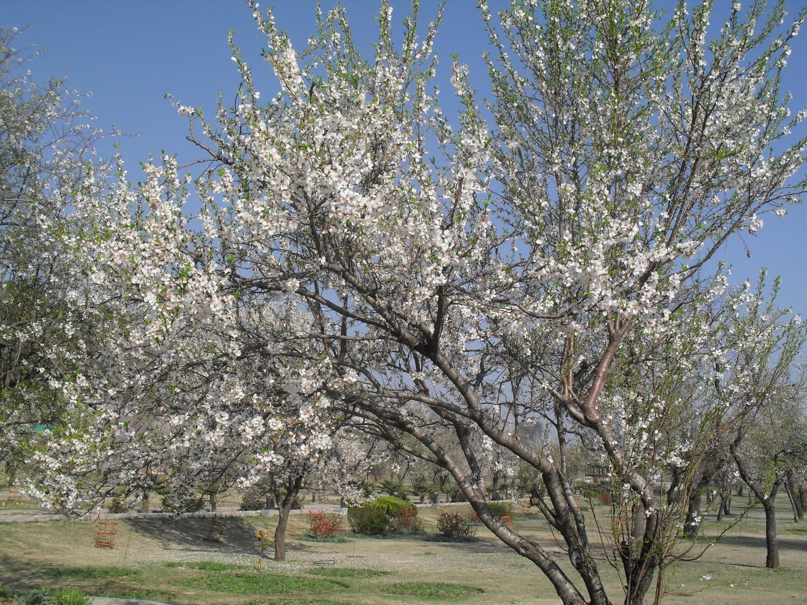 CHINAR SHADE : ALMOND BLOOMS OF KASHMIR IN BADAAM VAARI