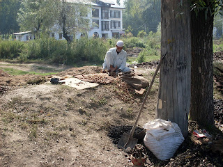 CHINAR SHADE : WALNUTS OF KASHMIR