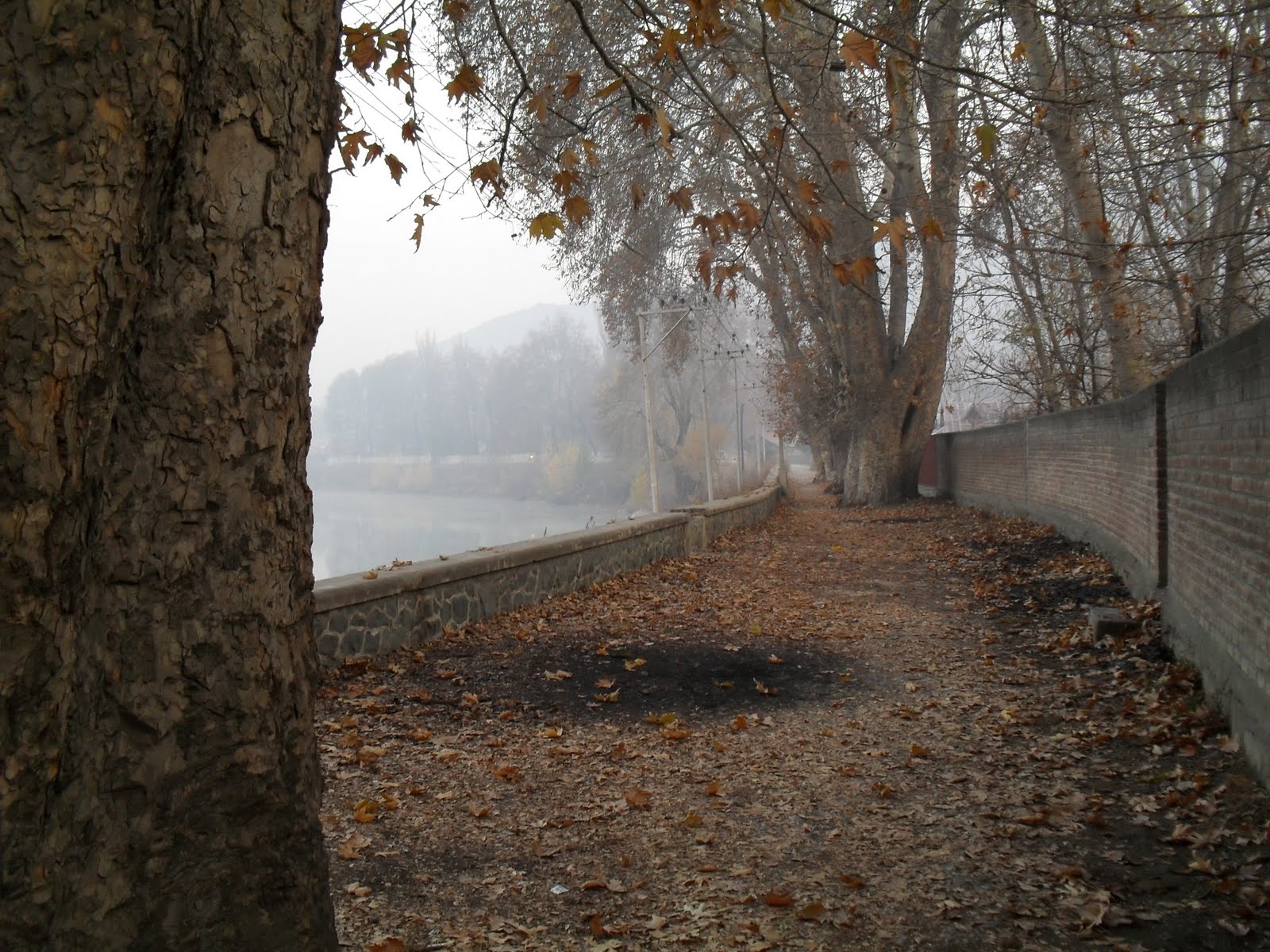 CHINAR SHADE : 2009