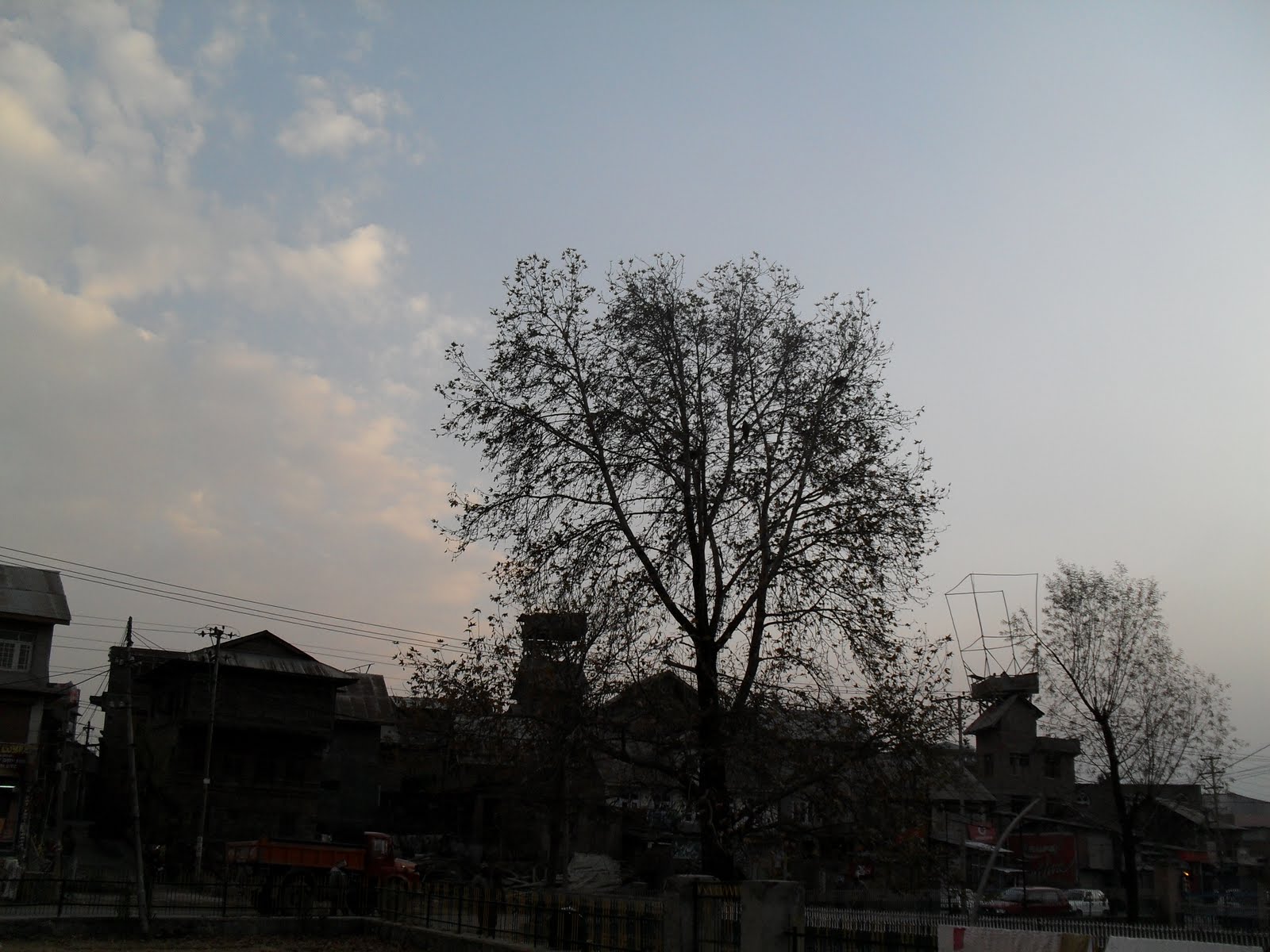 CHINAR SHADE : CHINARS OF KASHMIR IN AUTUMN