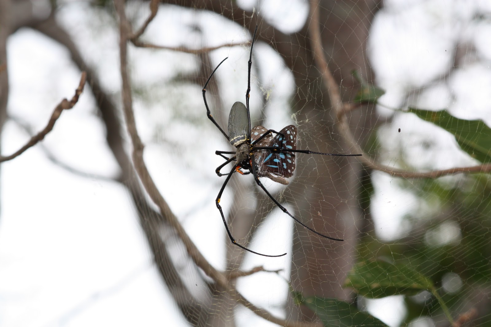 uncomplicated & unrefined: Sharks, Spiders and Snakes...oh my!