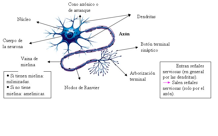 Conociendo nuestro cuerpo.: Neurona