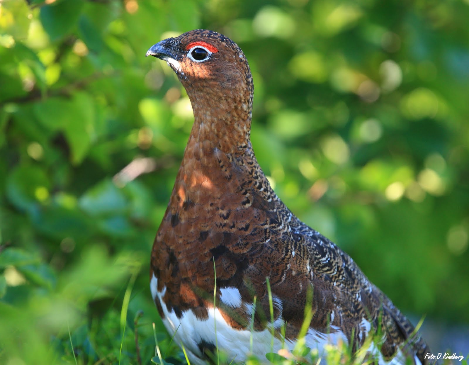 Norsk Zoologisk Forening Sørlandsavdelingen: På tur i Troms og Nordland