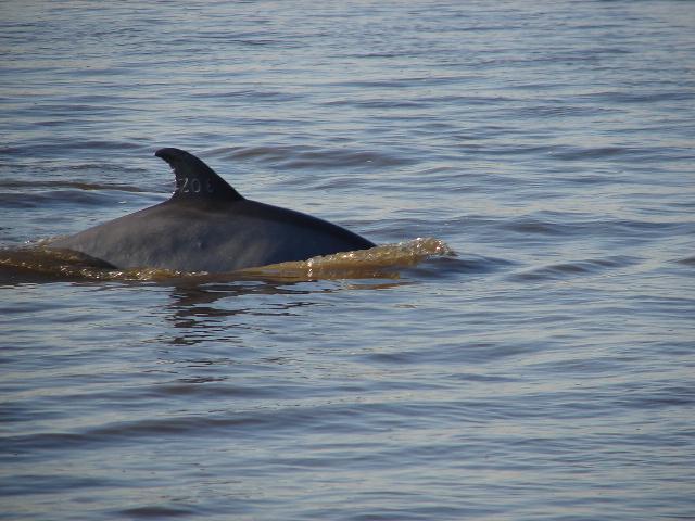 THE END: January - Sapelo Island, Cumberland Island National Seashore
