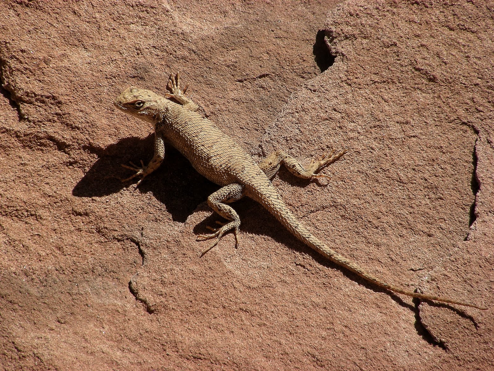 It Just Comes Naturally: Lizards