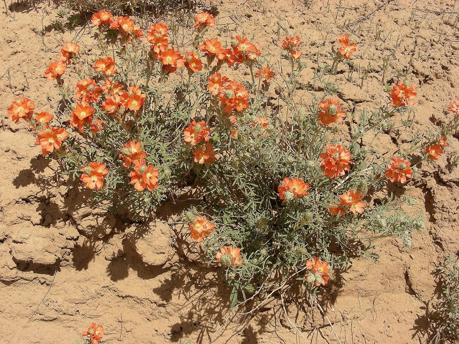 It Just Comes Naturally: Notom-Bullfrog Road en route to Capitol Reef