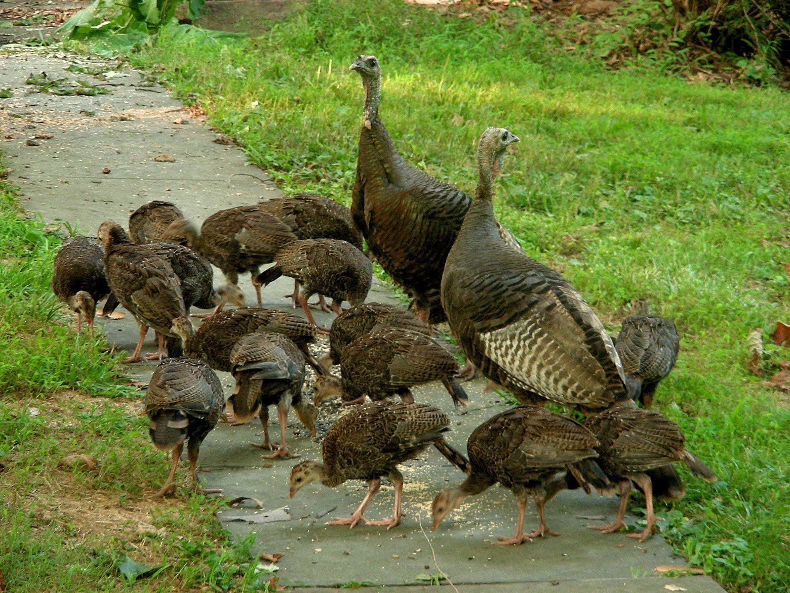 It Just Comes Naturally: Wild Turkeys, Slime Molds, Indian-Pipes and ...