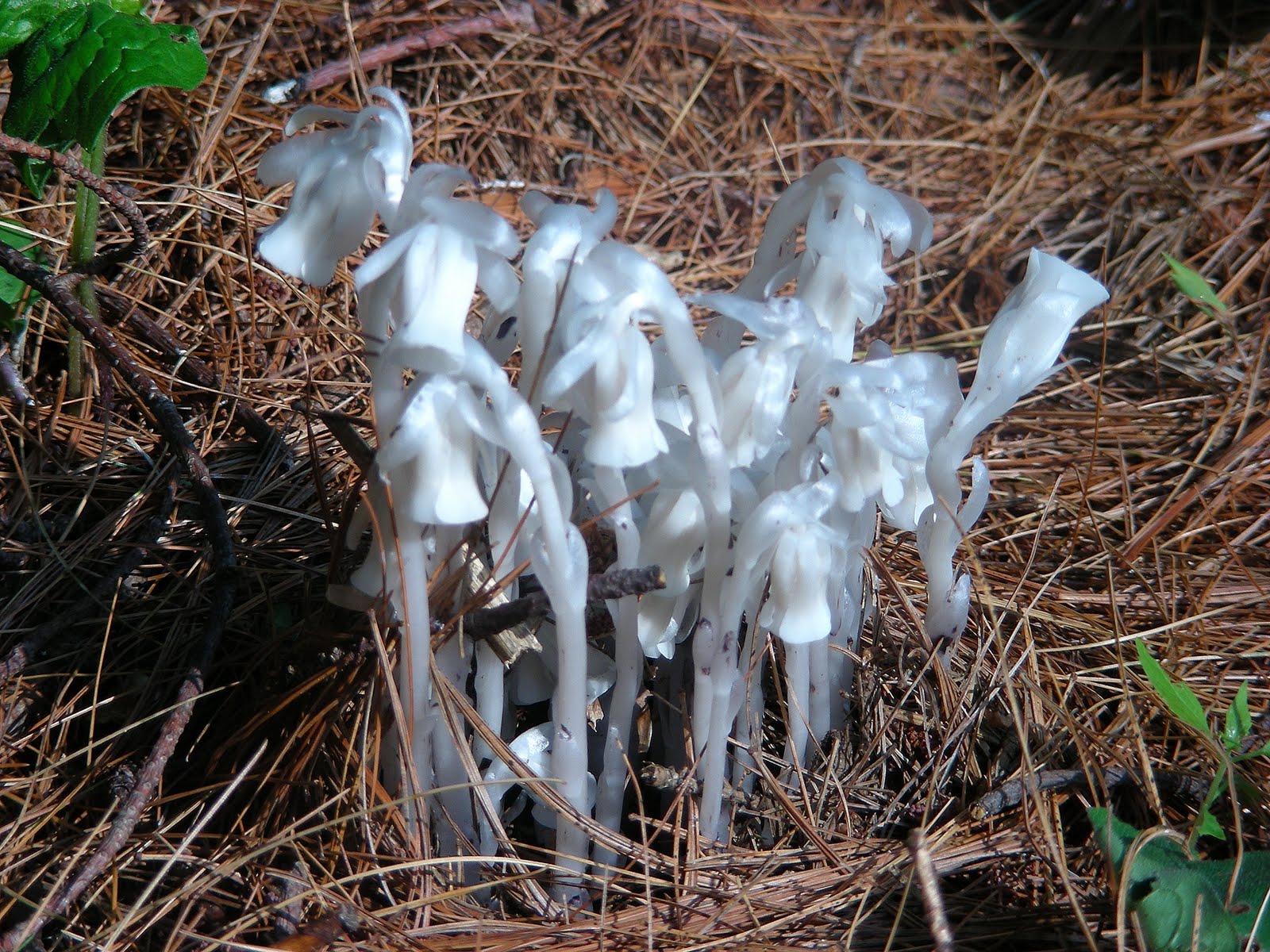 It Just Comes Naturally: Wild Turkeys, Slime Molds, Indian-Pipes and ...