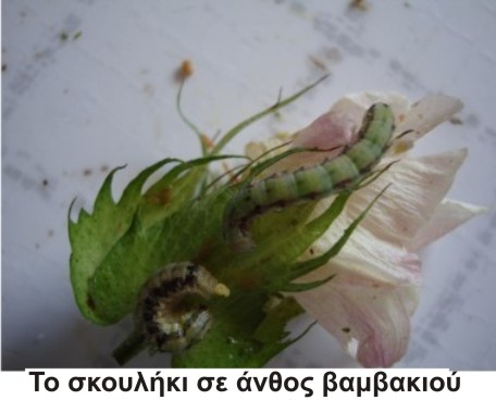 Μελίτιμος: ΠΡΑΣΙΝΟ ΣΚΟΥΛΗΚΙ ΤΟΥ ΒΑΜΒΑΚΙΟΥ ΚΑΙ ΣΤΑΤΙΚΗ ΜΕΛΙΣΣΟΚΟΜΙΑ