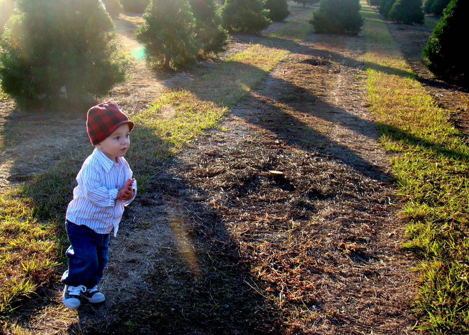 Picking out a Little Tree - The Journey of Parenthood...
