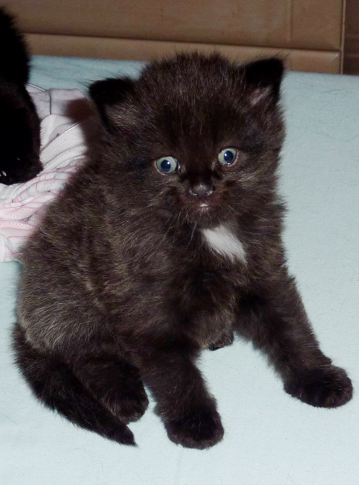 CraftyCat957: KITTENS 5 WEEKS OLD