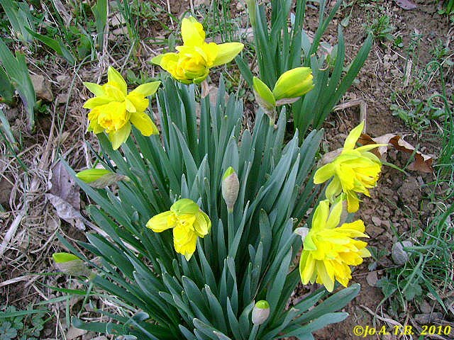 Literally In The Moment: Early Spring Flower Photos