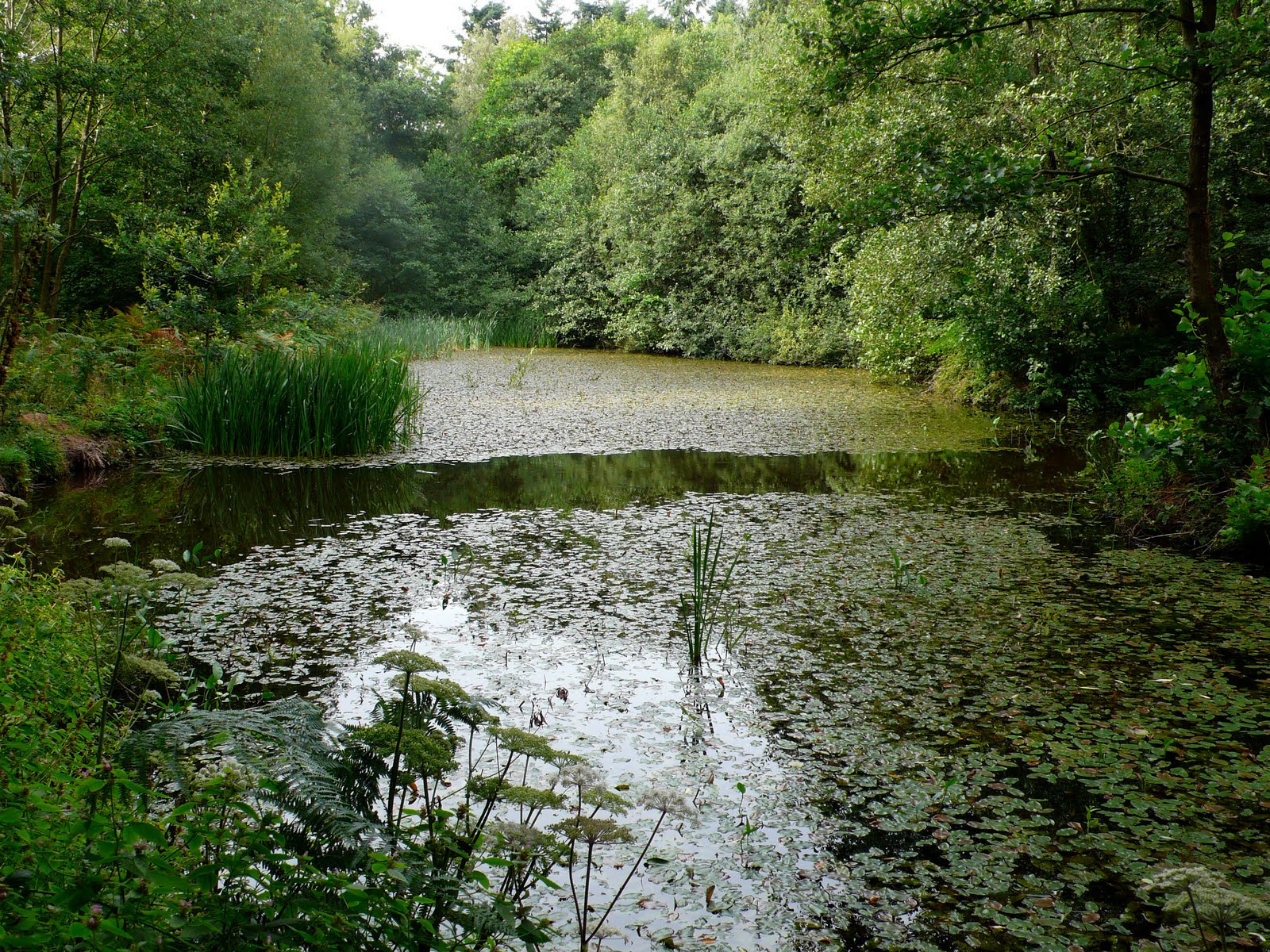 Share my Garden: Ponds and pools