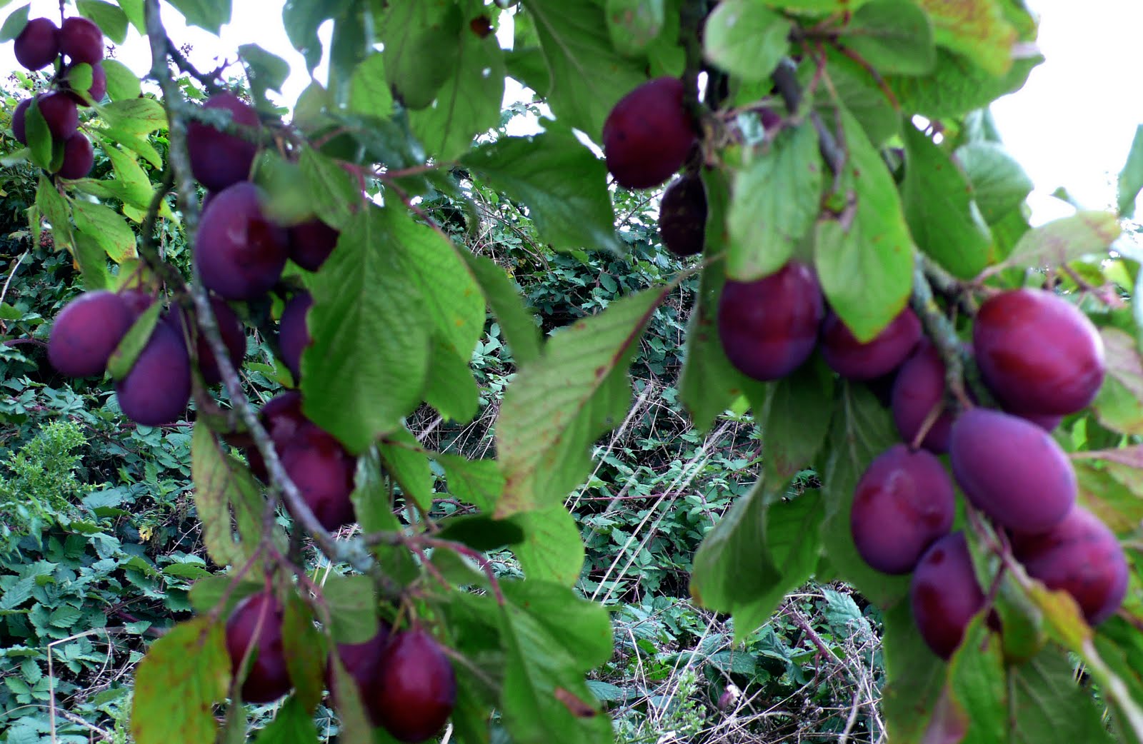 Share my Garden: Plums and pears