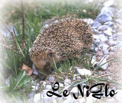 manouche laiyka1: niglo