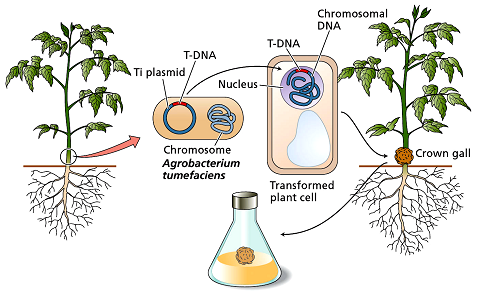 Genética: Clonación