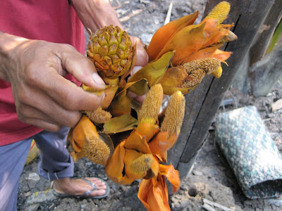 LAPEEZ - Layers of Delite: Apong @ Nipah @Sea Coconut