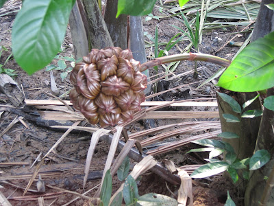 LAPEEZ - Layers of Delite: Apong @ Nipah @Sea Coconut