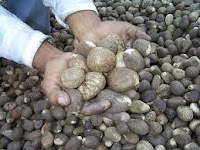 World Travel Art: Tagua nut - the vegetable ivory
