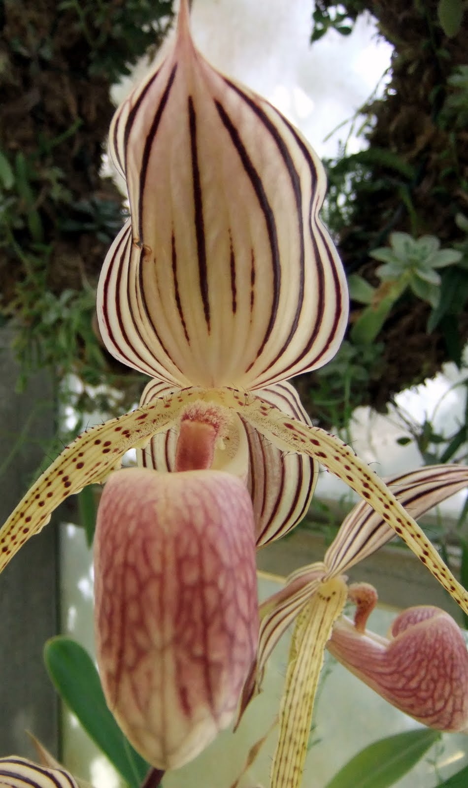 Islandscapes: American Orchid Society