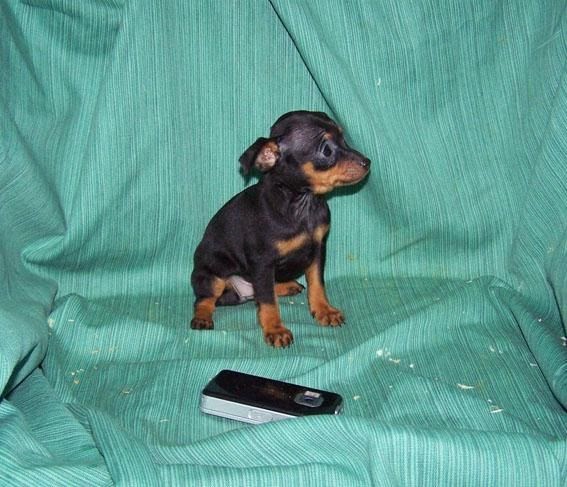 Fotos De Cachorros Pincher