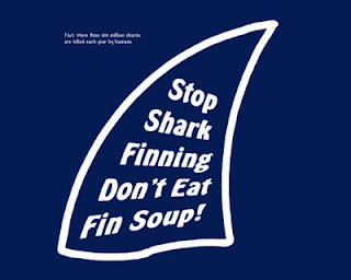 rachel ♥n air: SAY NO TO SHARK FIN!