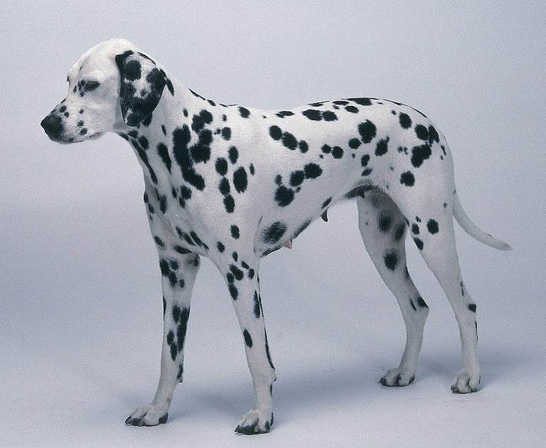 World Of Pet: Dalmatian