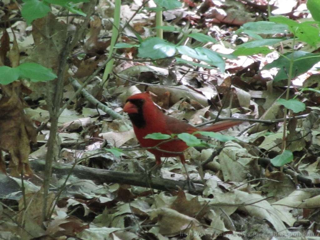 The Everyday Adventurer: Strange Forest Cardinal