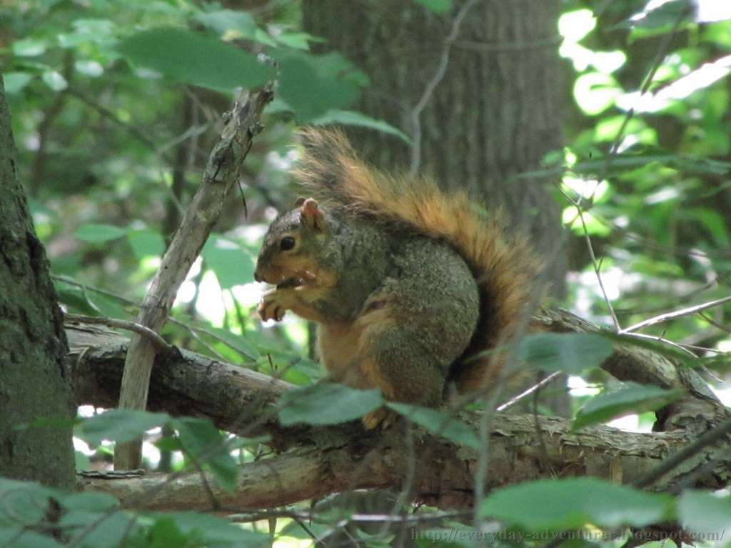 The Everyday Adventurer: Stalking A Fox Squirrel