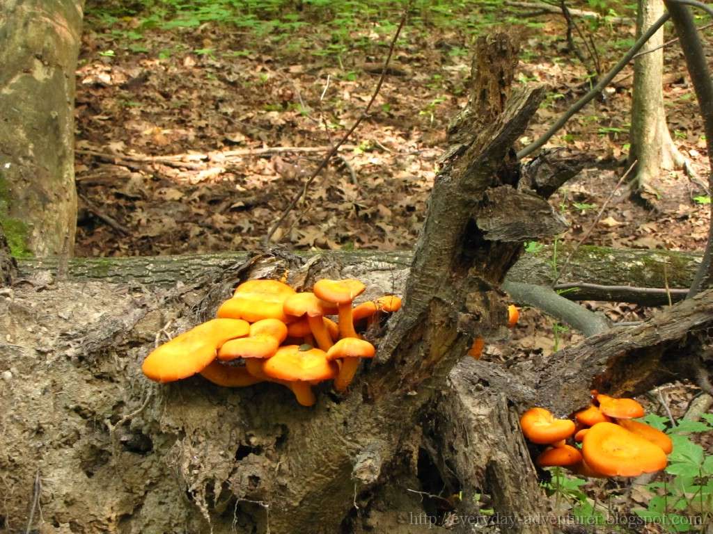 The Everyday Adventurer: Glowing Alien Mushrooms