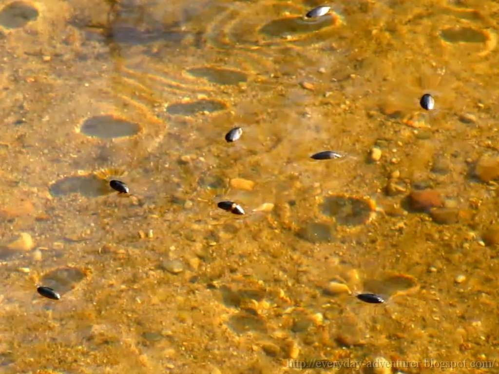 The Everyday Adventurer: Strange Water Bugs