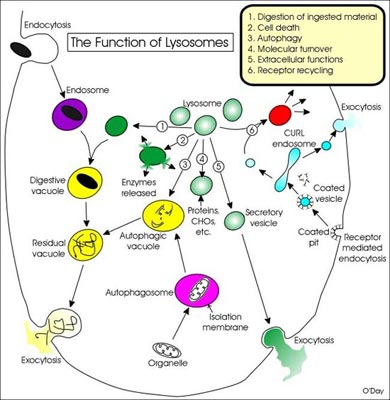 Lysosomes