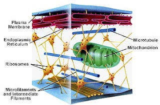 Cytoskeleton (Short Note)