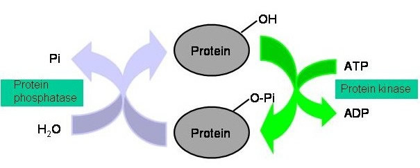 How cells convert Energy? (OR) How ATP is obtained? (OR) Describe ...