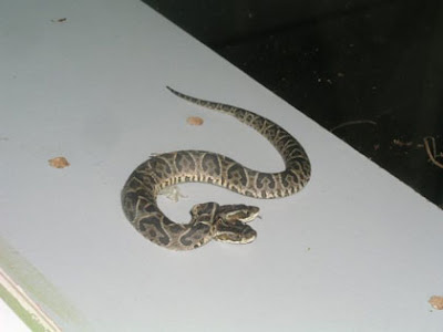 sobrenatural: Cobra urutu-cruzeiro nasce com duas cabeças no Uruguai